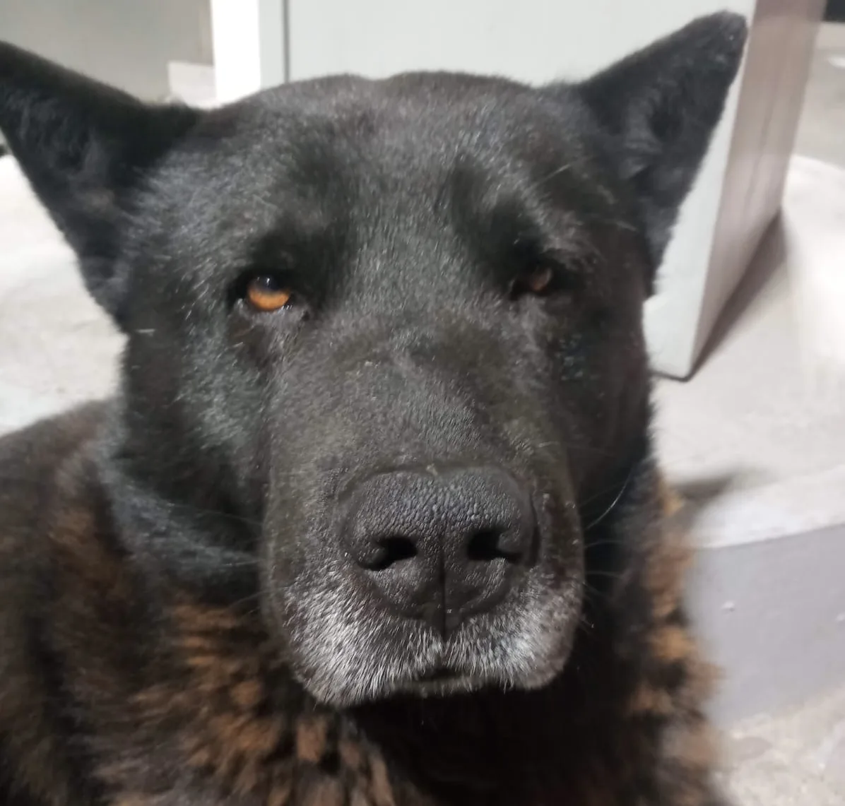 “Cholito”, el perro héroe de San Fernando, partió al sueño eterno ...